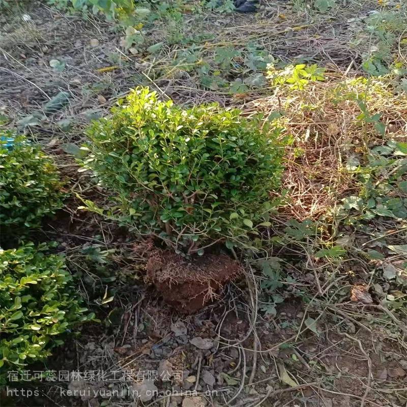 黄杨球净球冠幅50公分/60公分/70公分/80公分小叶黄杨-搜了网